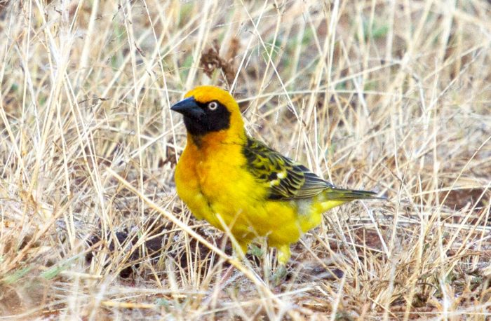 Find the Fox’s weaver, Uganda’s only Endemic bird, in Lakes Opeta ...