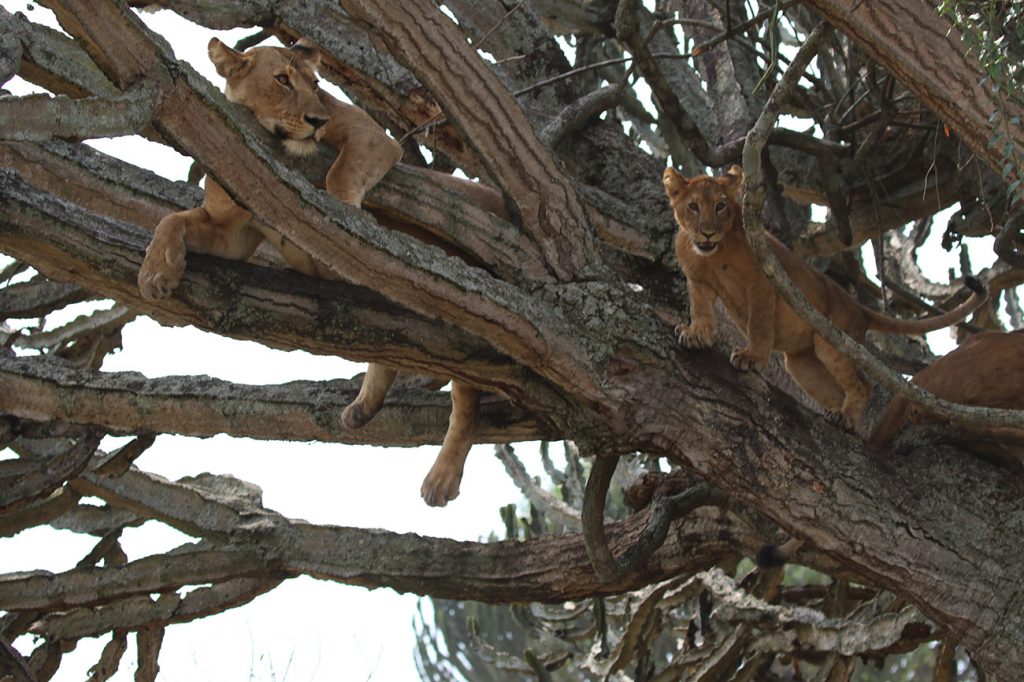 See the beautiful tree climbing lions of Ishasha - Venture Uganda